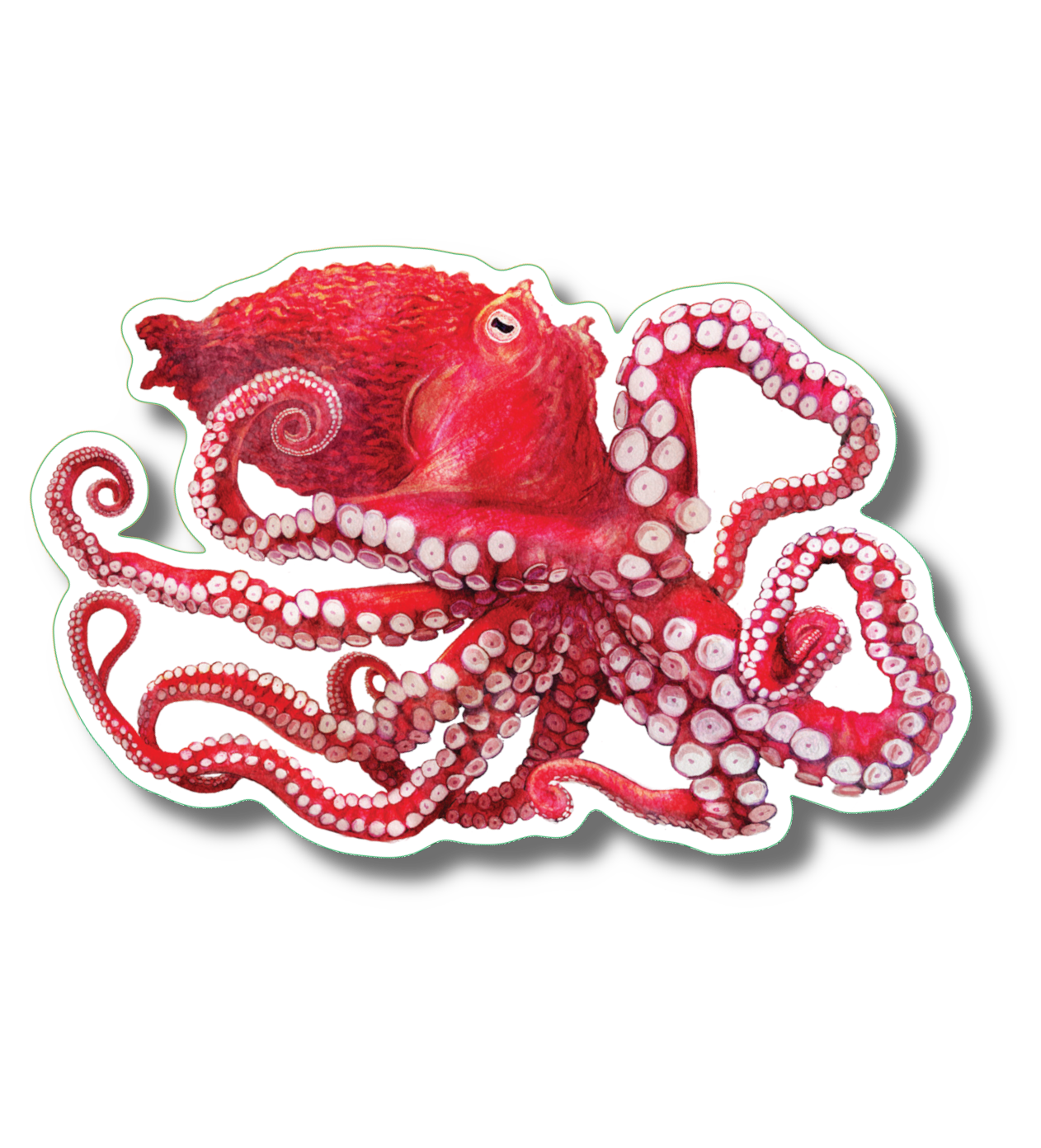 ES+W Sticker Giant Pacific Octopus – Two Rivers & Weird Sisters